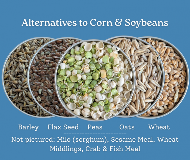 Corn & Soy in Livestock Feed: Why Some Farmers Want Alternatives ...